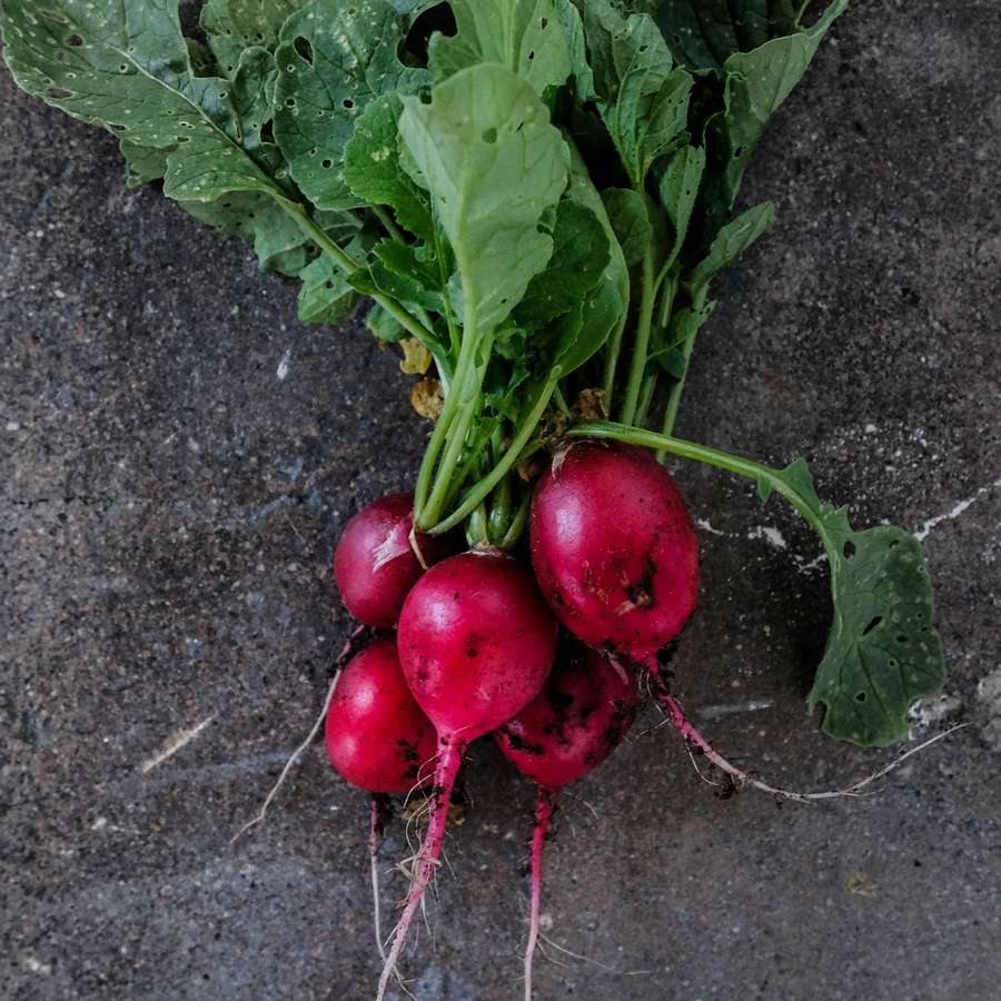 Radieschen (Radiesli) | Öpfelchasper, der Bio-Velokurier