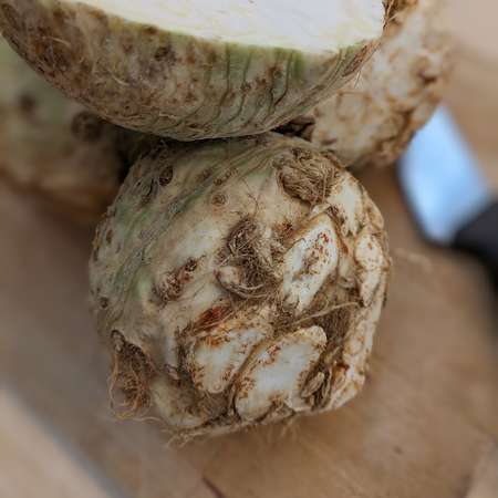 Sellerie Piccata | Öpfelchasper, der Bio-Velokurier